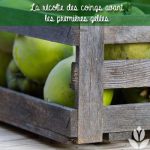 Comment, quand récolter et conserver les fruits des fruitiers du jardin