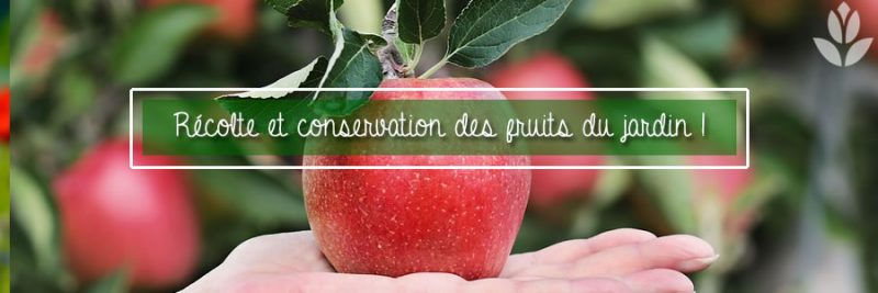 Comment, quand récolter et conserver les fruits des fruitiers du jardin