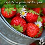 Comment, quand récolter et conserver les fruits des fruitiers du jardin