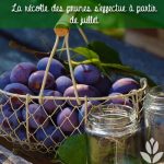 Comment, quand récolter et conserver les fruits des fruitiers du jardin