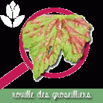 Maladies et ravageurs des arbres fruitiers : Comment traiter