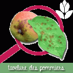 Maladies et ravageurs des pommiers : Comment traiter