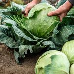 Graines de choux : quand et comment semer ? Quelle variété choisir