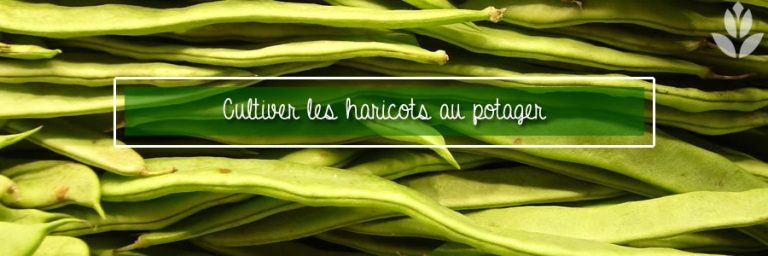Graines de haricots : quand et comment semer ? Quelles variétés choisir