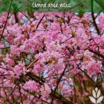 Tout savoir sur la Viorne - Viburnum : Plantation, taille et entretien