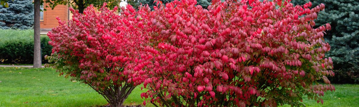 Le Fusain ou Eunonymus - Conseils Jardin Willemse