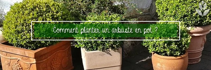 Comment planter un arbuste en pot ? - Conseils Jardin Willemse