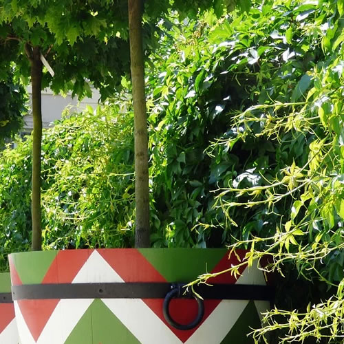 Comment planter un arbuste en pot ? - Conseils Jardin Willemse