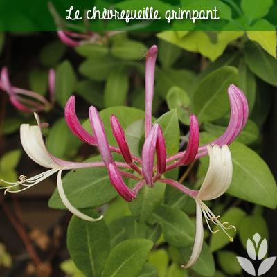 Arbustes grimpants : comment les choisir ? - Conseils Jardin Willemse
