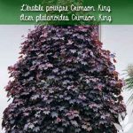 6 variétés d’érables incontournables