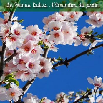 Amandier (Prunus dulcis) : conseils de plantation et entretien