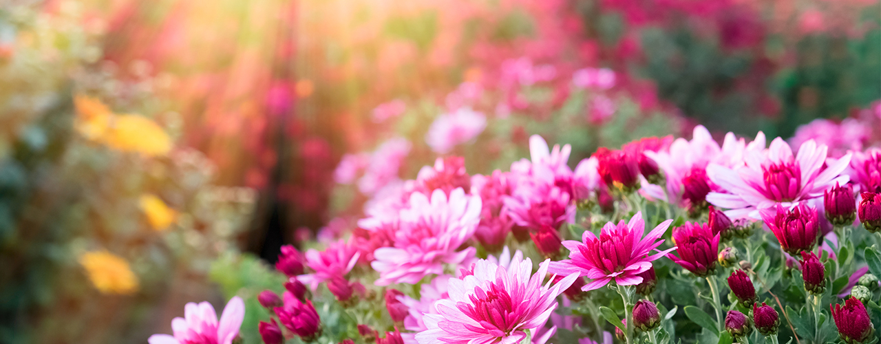 Plantes vivaces plein soleil : quelles variétés choisir