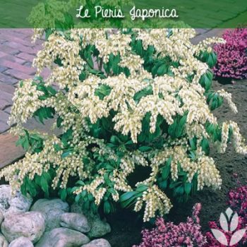 Pieris / Andromède : arbuste du jardin : une constellation de fleurs ...