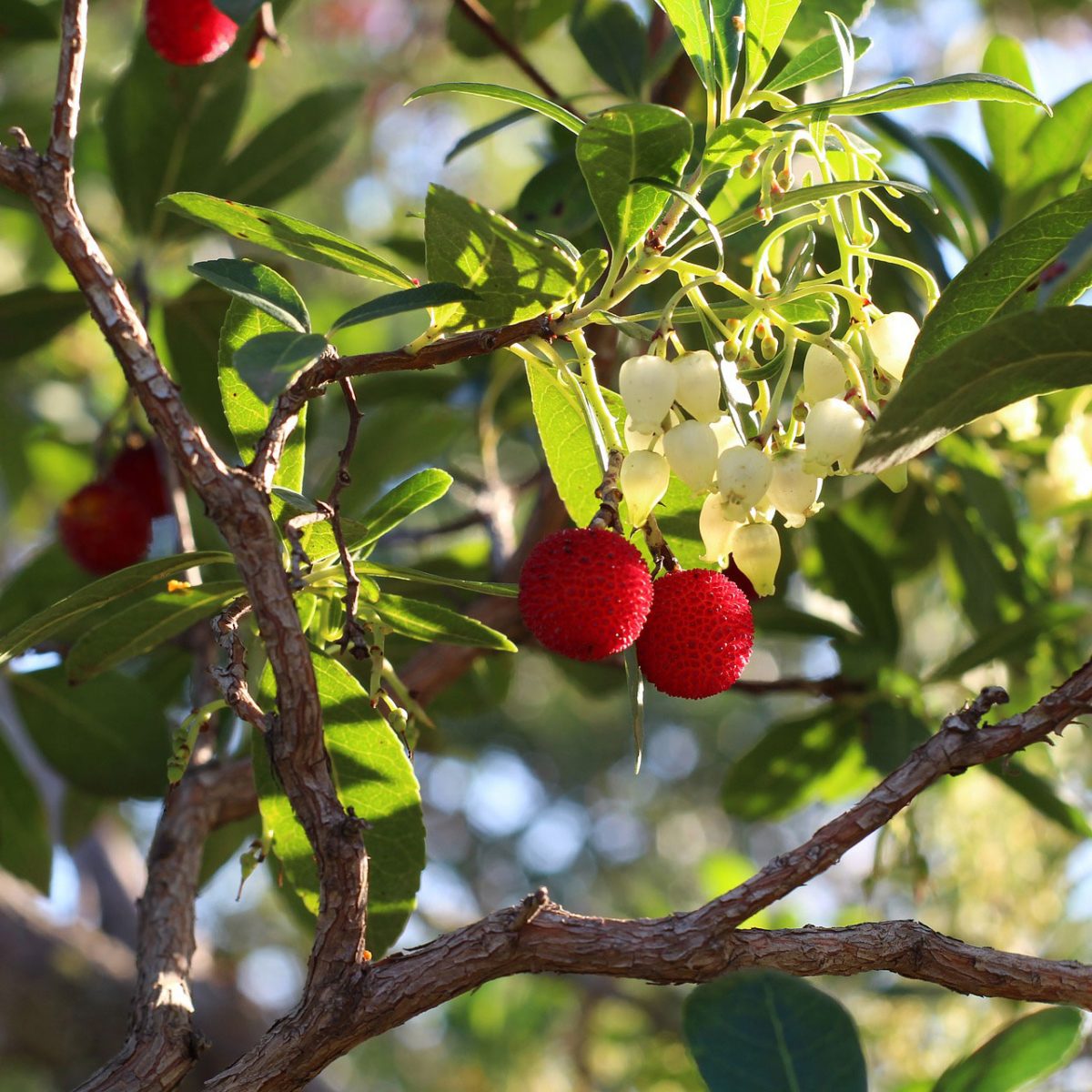 Arbousier (Arbutus unedo) : conseils de plantation et entretien