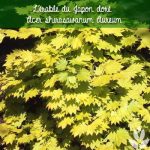 6 variétés d’érables incontournables