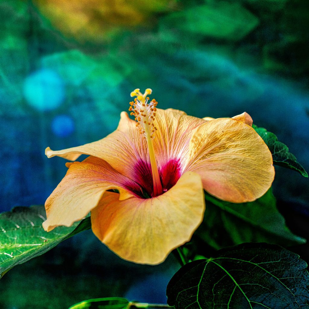 Quels arbres à fleurs à planter dans votre jardin ? - Conseil Jardin ...