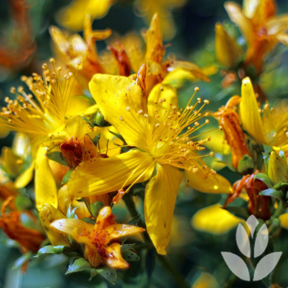 3 arbustes couvre-sols pour aménager un talus