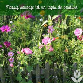 5 idées pour créer un beau massif de vivaces