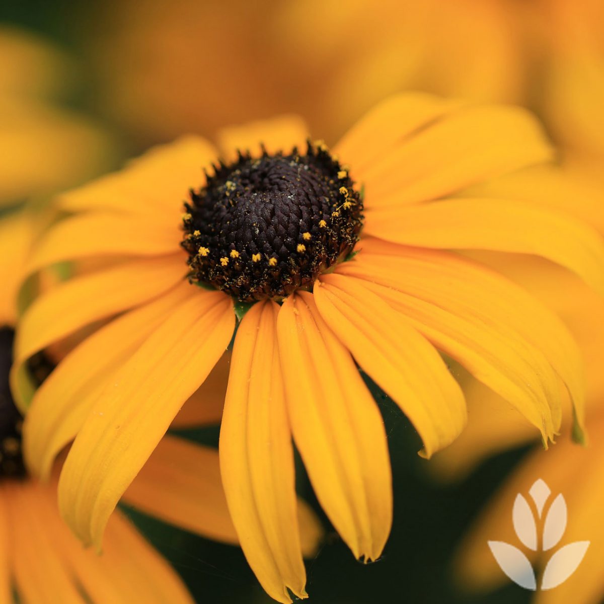 La Sauge : conseils de plantation et d'entretien