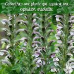 Comment cultiver l'acanthe (Acanthus) ? Présentation et conseils