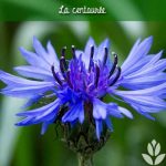 Centaurée / Centaurea : comment & où planter cette plante vivace sauvage?