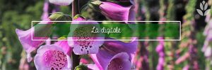 Digitale digitalis : comment & où planter cette fabuleuse plante