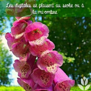 Digitale digitalis : comment & où planter cette fabuleuse plante