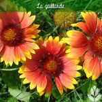 Gaillarde : comment & où planter la gaillardia plante vivace du jardin?