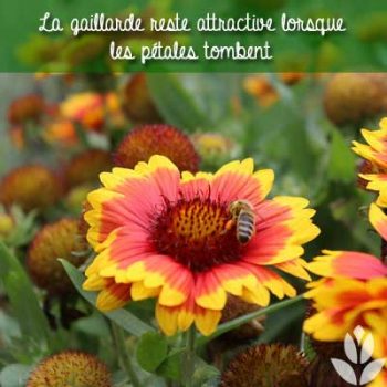 Gaillarde : comment & où planter la gaillardia plante vivace du jardin?