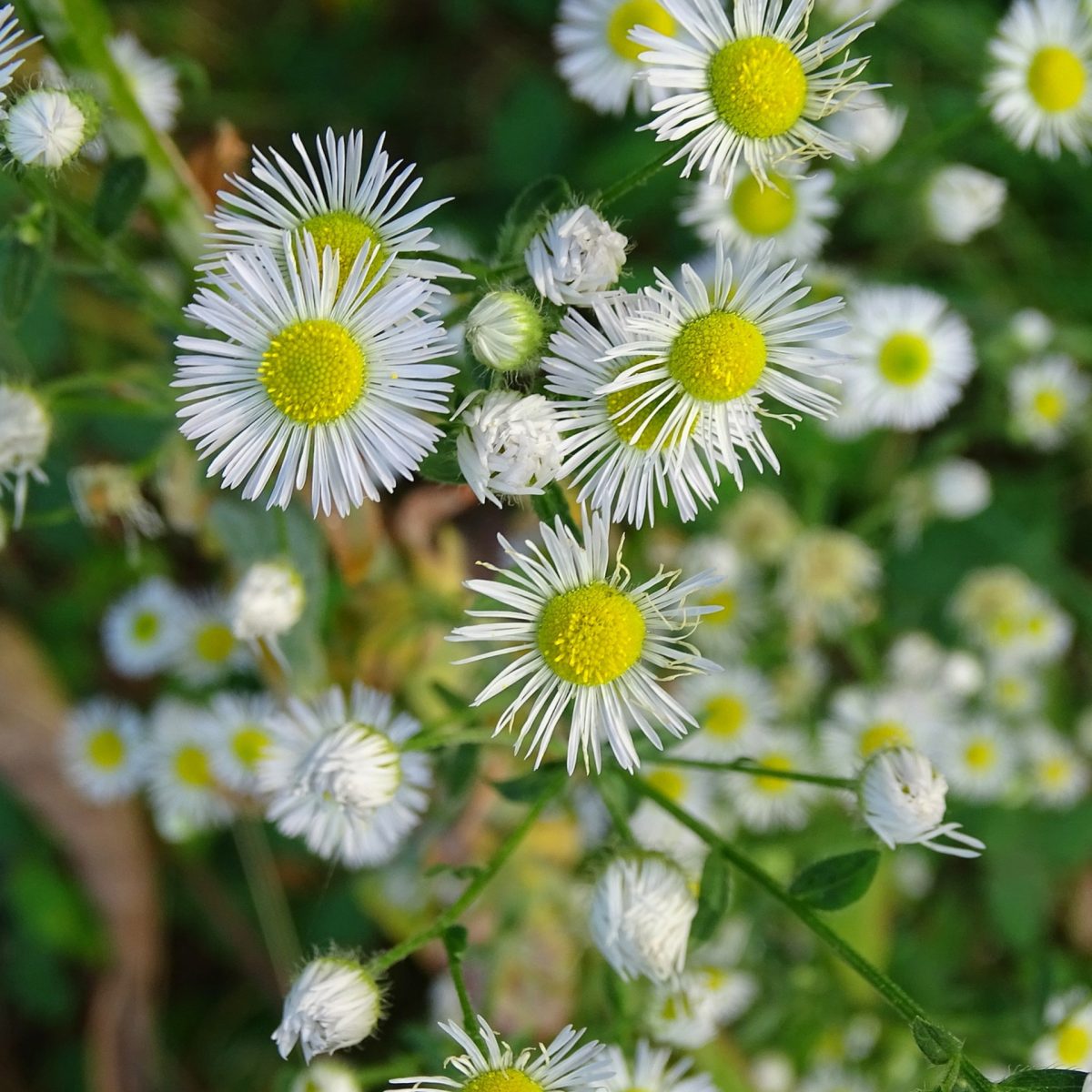 Erigéron : comment, quand et où planter la vergerette au jardin ? Conseils