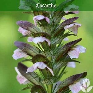 Comment cultiver l'acanthe (Acanthus) ? Présentation et conseils