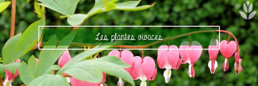 Tout savoir sur les plantes vivaces - Conseil Jardin Willemse