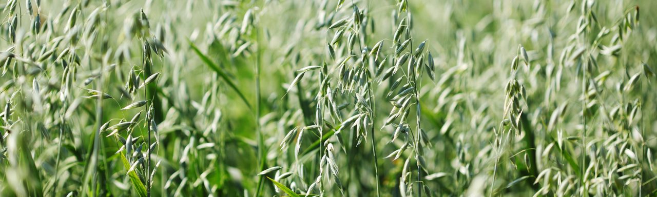 Avoine & Stipe : comment & où planter Helictotrichon & Stipa au jardin