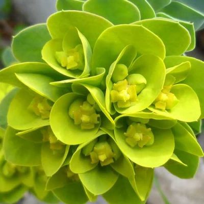 Euphorbe (Euphorbia) : Conseils et de plantation et d'entretien