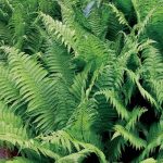 Polypode : comment & où cultiver la fougère polypodium ? Conseils jardin