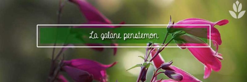 Penstemon : comment cultiver la galane? Où, quand, comment : conseil