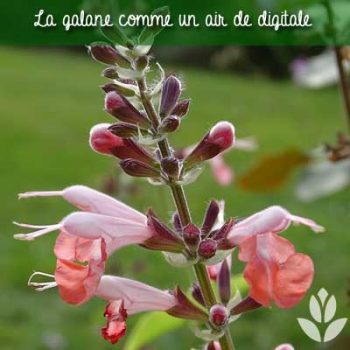 Penstemon : comment cultiver la galane? Où, quand, comment : conseil