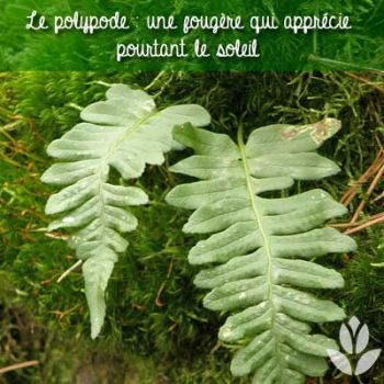 Polypode : comment & où cultiver la fougère polypodium ? Conseils jardin