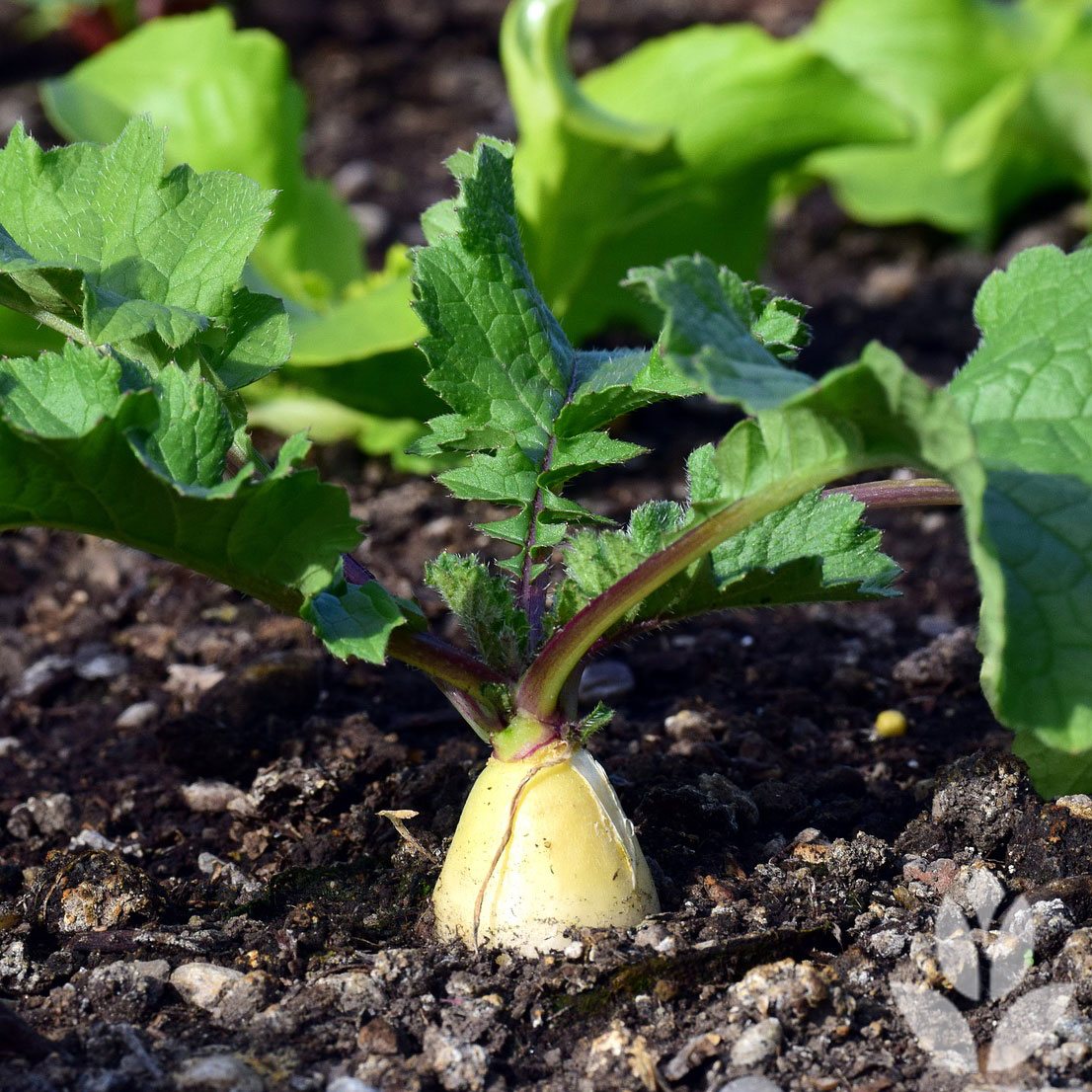 10 légumes qui poussent vite pour une récolte rapide
