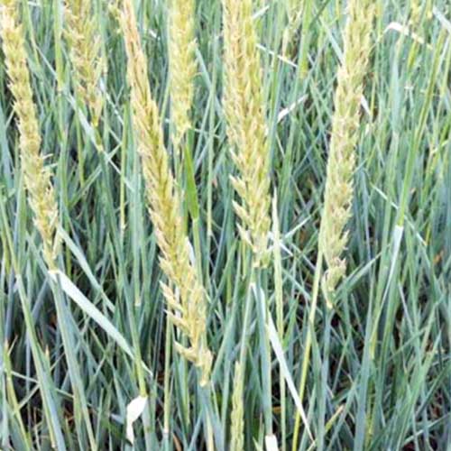 Un jardin en bord de mer: des plantes et des astuces de jardinage utiles