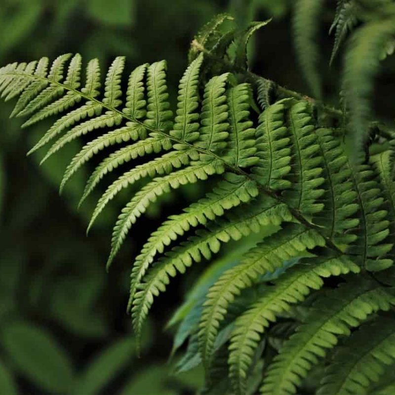 Polypode : comment & où cultiver la fougère polypodium ? Conseils jardin