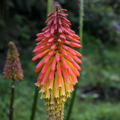 Tritoma : comment, quand et où planter le Tritome à longues grappes