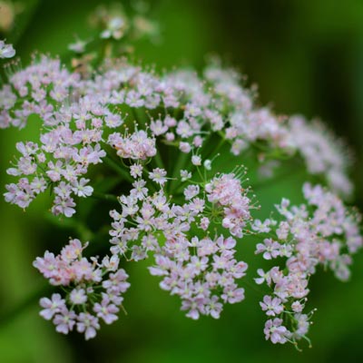 Valériane (Valeriana) : Conseils de plantation et entretien
