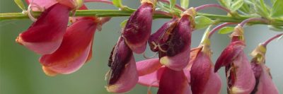 Genista : comment, quand et où planter le genêt ou genêt à balais