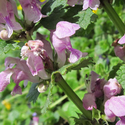 Lamier : comment, quand et comment planter le Lamium