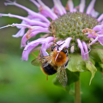 Monarde : comment, quand et comment planter la "menthe d'Amérique"