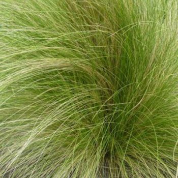 Quelles graminées en jardinière ou en pot