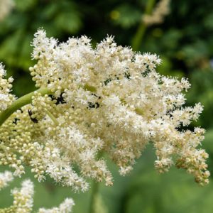 Astilbe : conseils de plantation et entretien