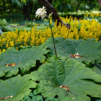 Astilboïde : comment, quand et où planter l'astilboides tabularis