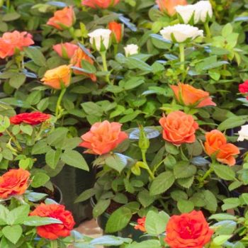 Comment planter & entretenir les rosiers miniatures ou rosiers nains